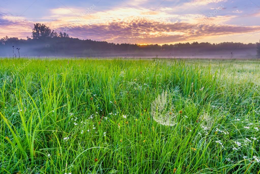 Calm and tranquil place with untouched wild meadow at sunrise — Stock ...
