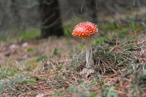 Red toadstool - Stock Image - Everypixel