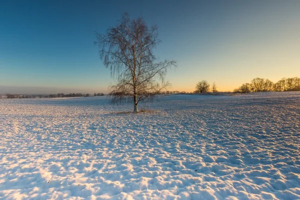 Field of snow Stock Photos, Royalty Free Field of snow Images ...