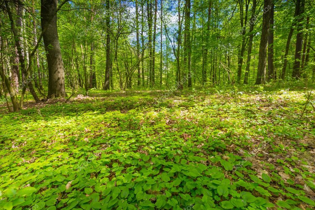 Free Hq Springtime Forest