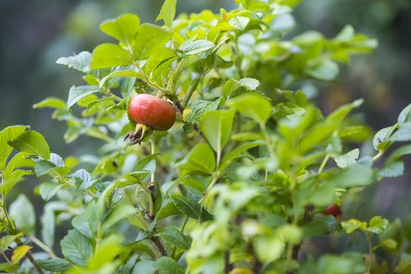 Wild rose branch - Stock Image - Everypixel