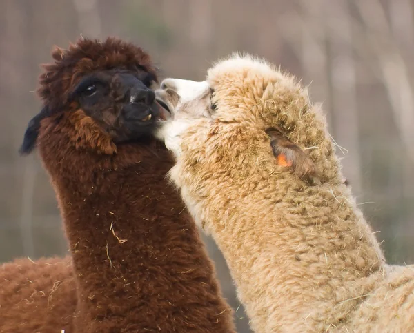 Alpaca kiss Stock Photos, Royalty Free Alpaca kiss Images | Depositphotos