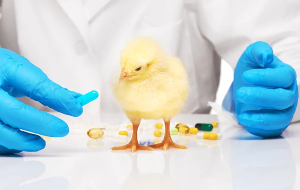 Incubation sepsis Stock Photos, Royalty Free Incubation sepsis Images ...