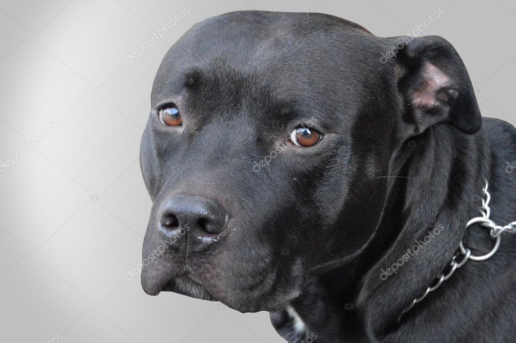 A black pitbull | A black pitbull — Stock Photo © lisa_l #87557816