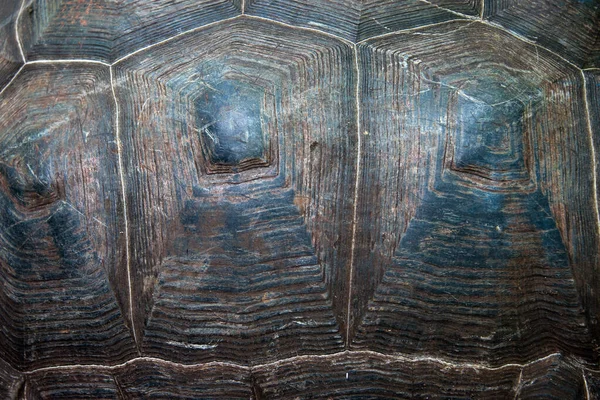 Turtle texture Stock Photos, Royalty Free Turtle texture Images ...