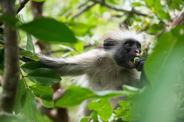 Mono colobo rojo Zanzíbar en peligro de extinción (Procolobus kirkii ...