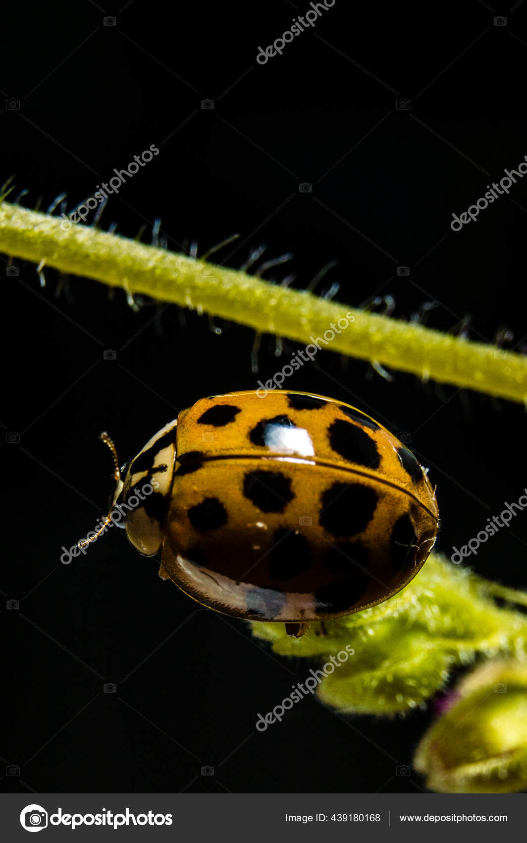 Japanese Ladybug
