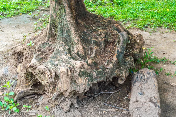 Removing tree roots Stock Photos, Royalty Free Removing tree roots ...