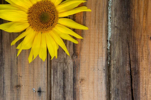 Rustic sunflower background Stock Photos, Royalty Free Rustic sunflower ...