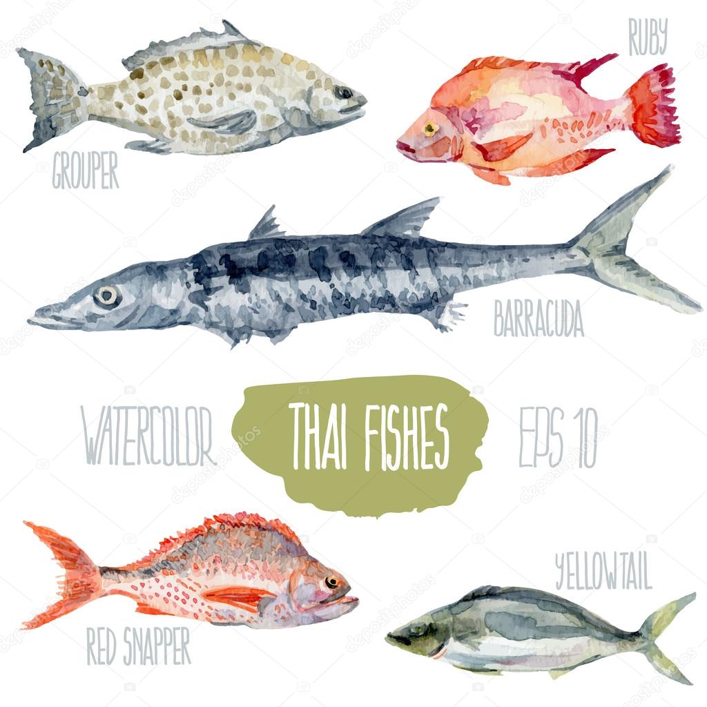 Thai fishes. Vector watercolor illustration. Stock Vector Image by ...