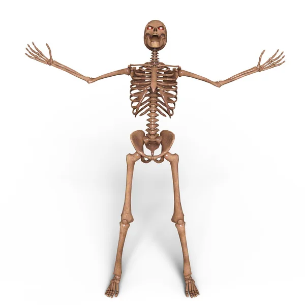 Anatomy skeleton Stock Photos, Royalty Free Anatomy skeleton Images ...