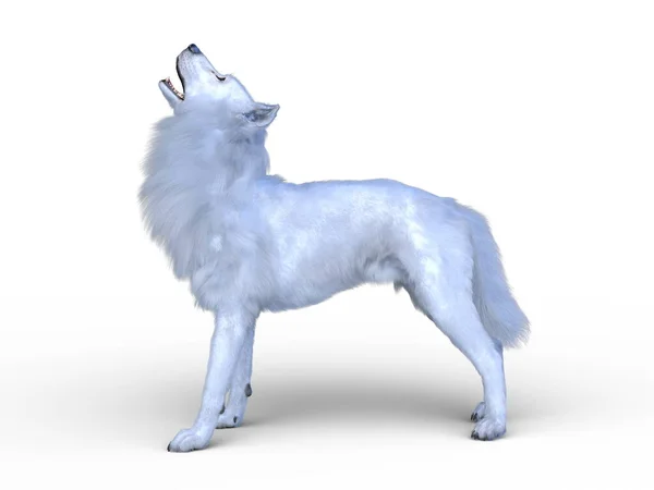 Wolf render Stock Photos, Royalty Free Wolf render Images | Depositphotos