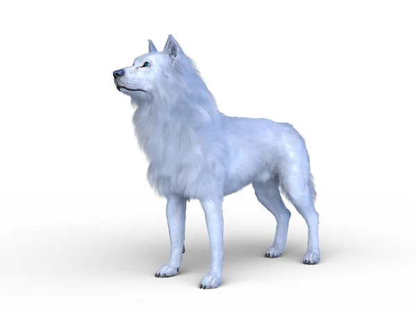 Wolf render Stock Photos, Royalty Free Wolf render Images | Depositphotos