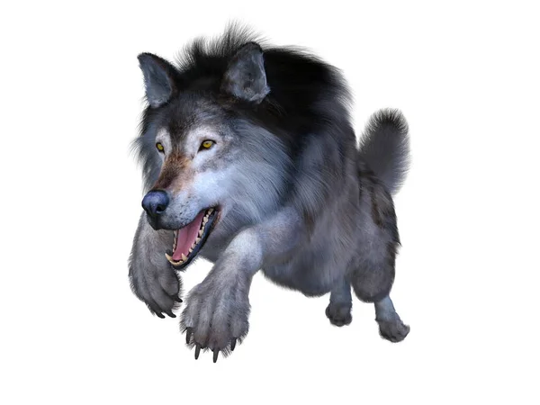 Wolf howling transparent background realistic vertical Stock Photos ...
