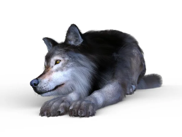 3d wolf Stock Photos, Royalty Free 3d wolf Images | Depositphotos