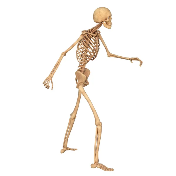 Anatomi iskelet stok fotoğraflar | Anatomi iskelet telifsiz resimler ...