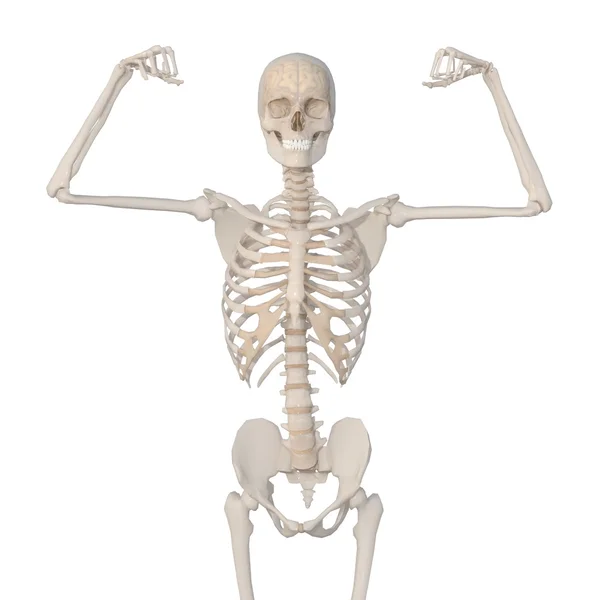 Skeleton muscles Stock Photos, Royalty Free Skeleton muscles Images ...