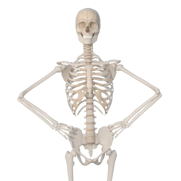 Undead Skeleton holding his thumbs up and smiling — Stock Photo © Mopic ...