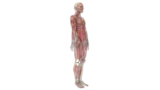 Anatomical body, human skeleton, anatomy of human bony system, body ...