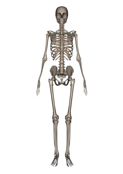 Human body Stock Photo by ©TsuneoMP 76108851