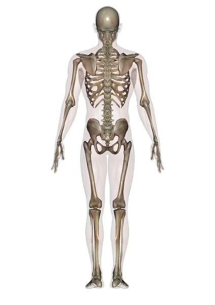 Human body — Stock Photo © TsuneoMP #69268705