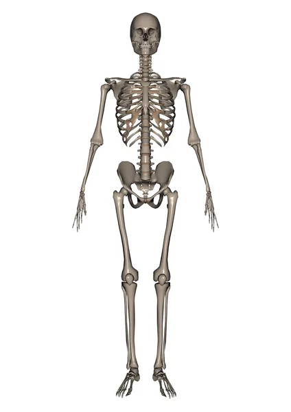 Human body Stock Photo by ©TsuneoMP 76108851