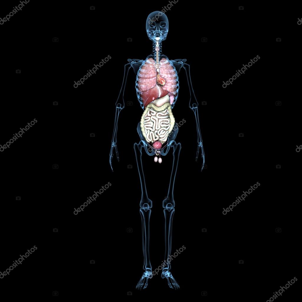 Human body Stock Photo by ©TsuneoMP 76105555