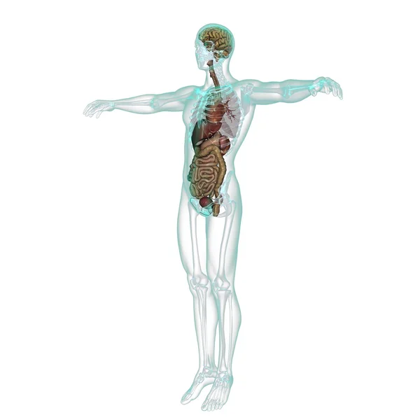 Human body Stock Photo by ©TsuneoMP 76109035