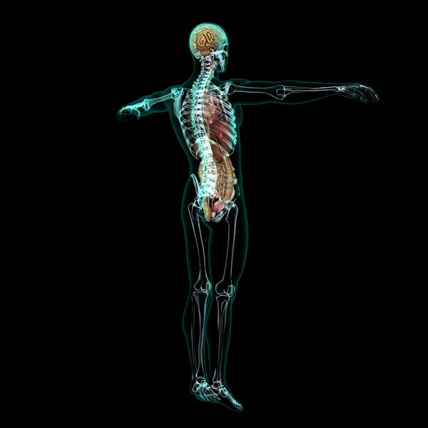 Human body Images - Search Images on Everypixel