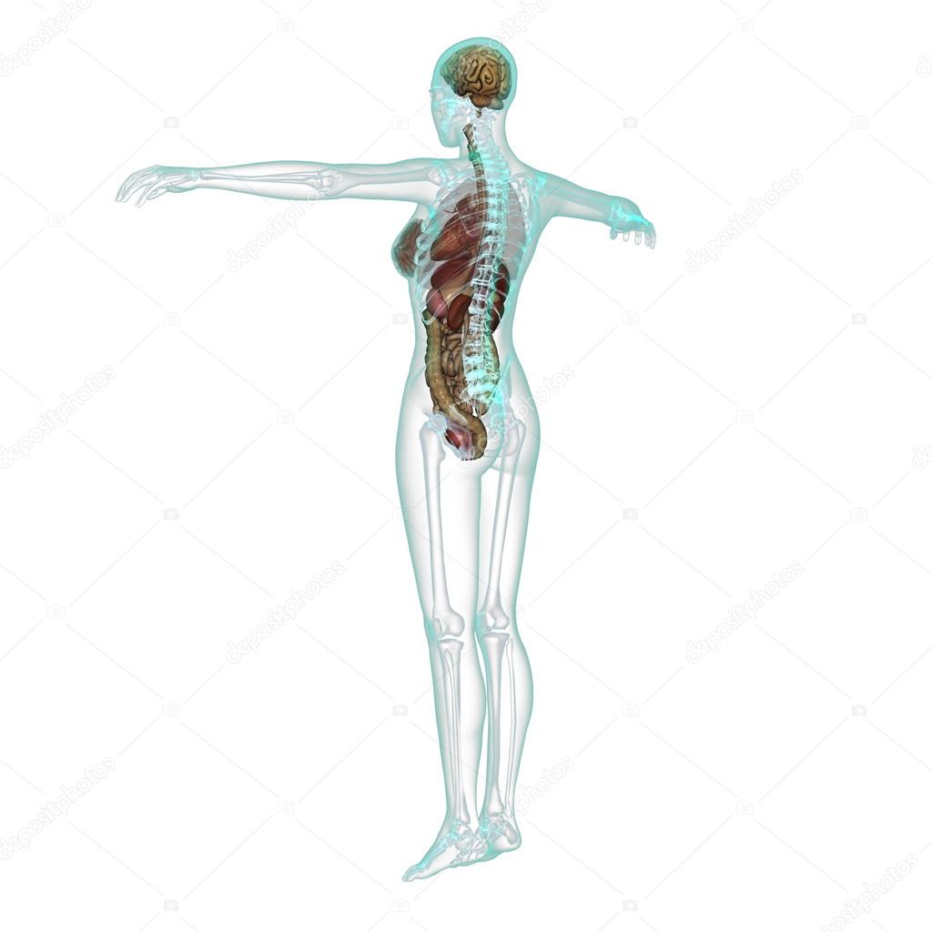 Human body — Stock Photo © TsuneoMP #76319077
