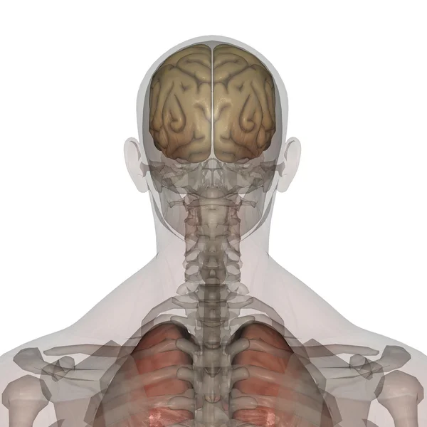 Human body Stock Photo by ©TsuneoMP 76323101