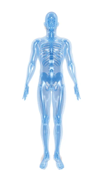 Human body Images - Search Images on Everypixel