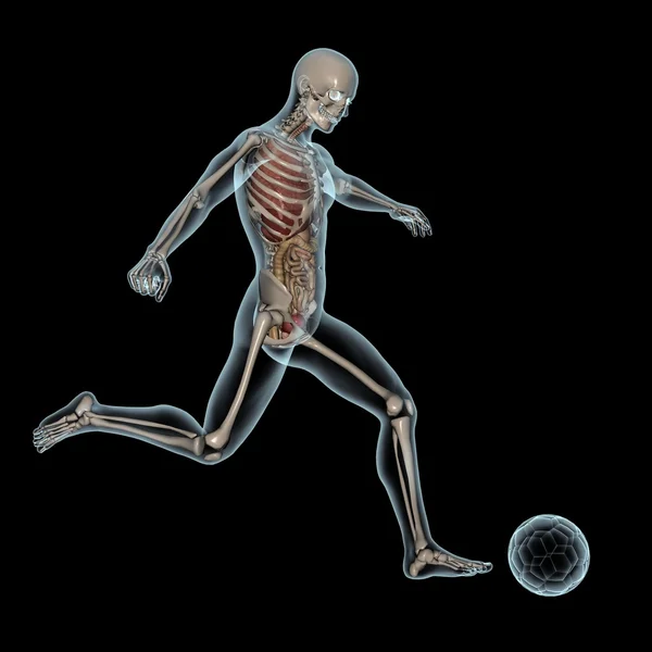 Skeleton crouching — Stock Photo © farconville #12174653