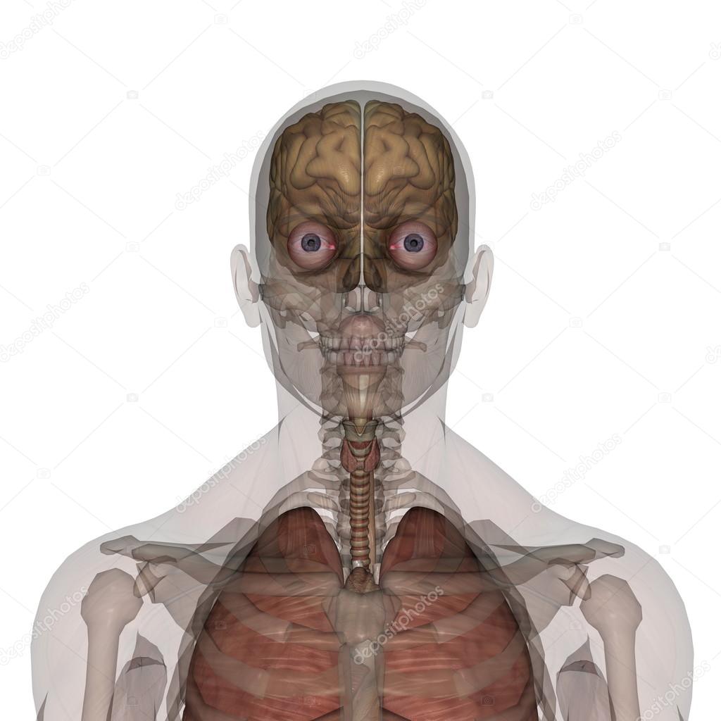 Human body Stock Photo by ©TsuneoMP 76323101