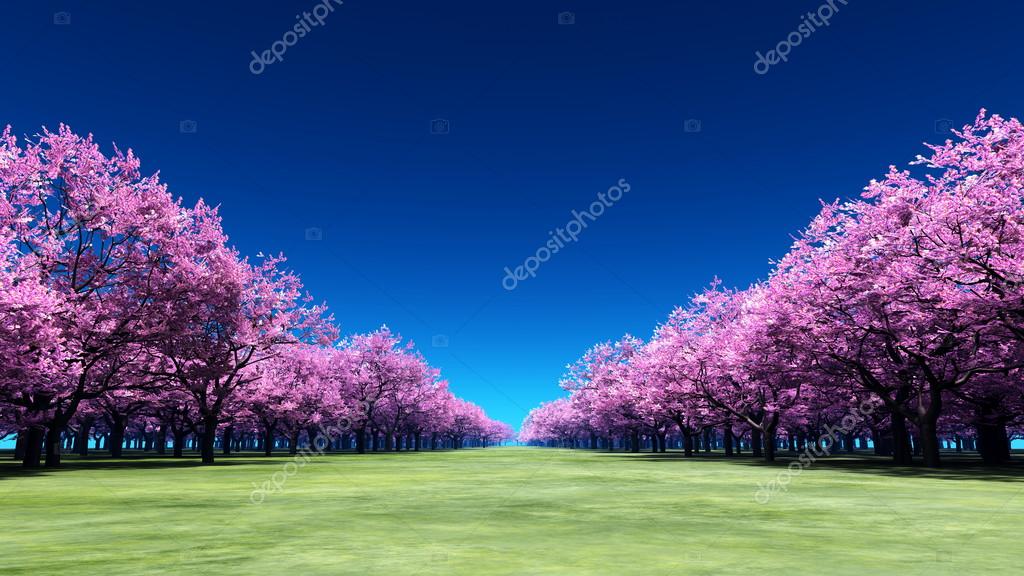 Cherry trees Stock Photo by ©TsuneoMP 77508234