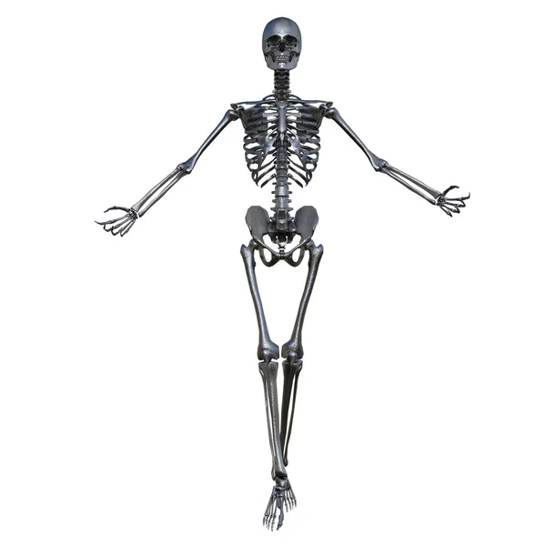 Halloween skeleton Stock Photos, Royalty Free Halloween skeleton Images ...