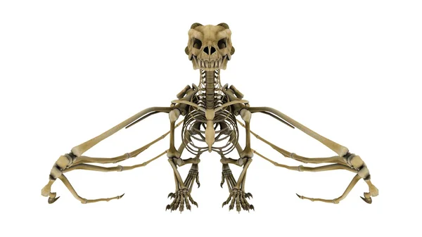 Crouching skeleton — Stock Photo © homeworks255 #10197963