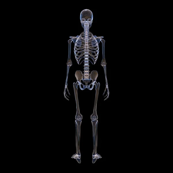 Cyborg Human Skeleton Android 3D — Stock Photo © eyeidea #7975424