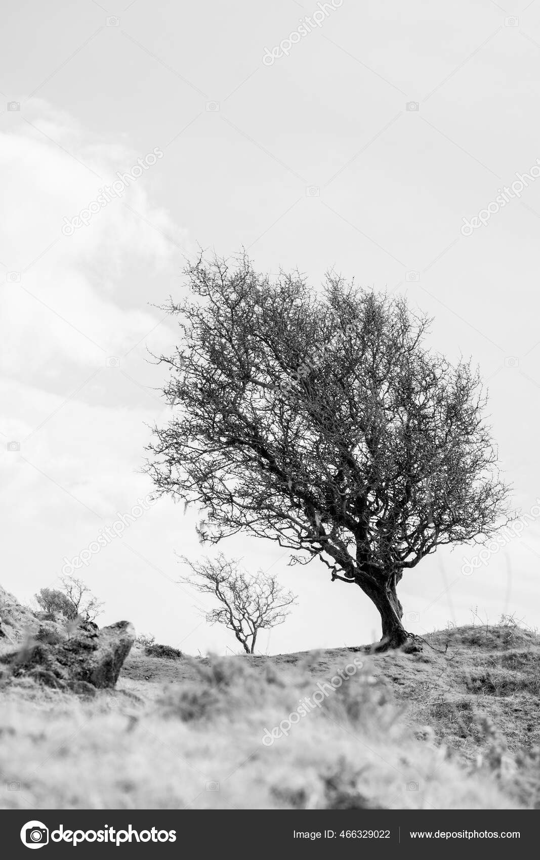 Dead Trees Black And White Photography