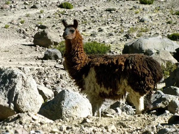 Llamas peru Stock Photos, Royalty Free Llamas peru Images | Depositphotos