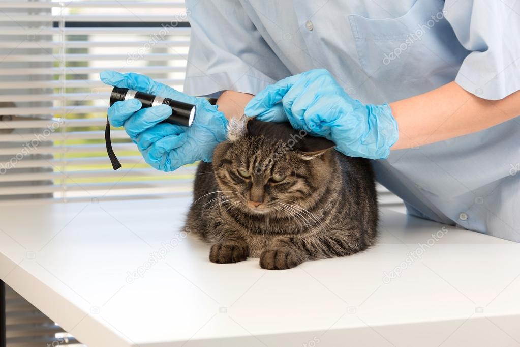 Veterinary — Stock Photo © NikolayShubin #73943291