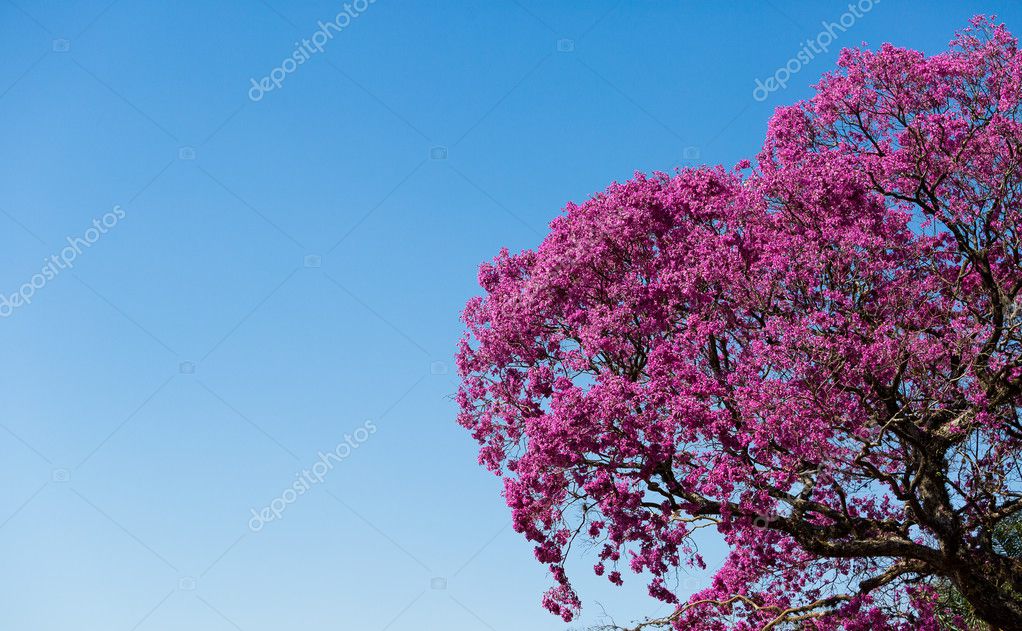 Handroanthus heptaphyllus - Ipe Rosa Stock Photo by ©willbrasil21 122119356