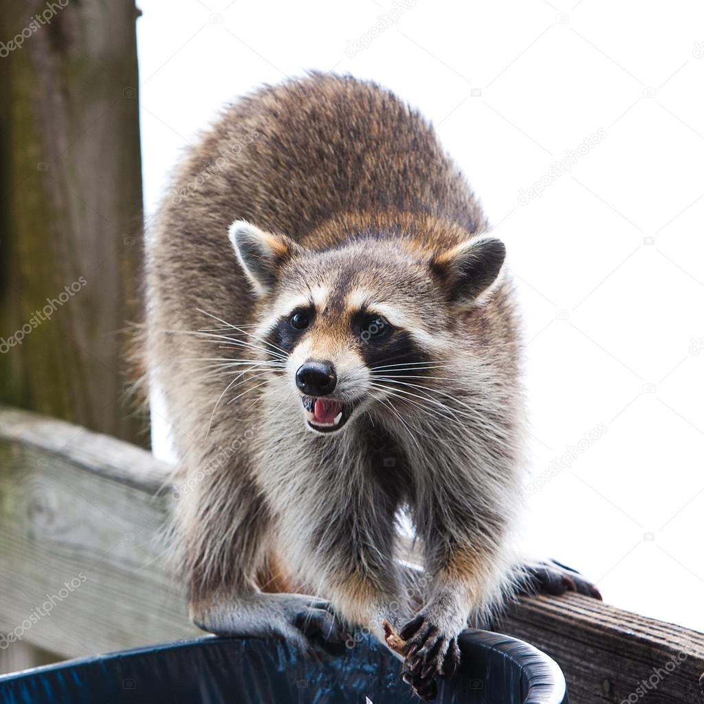 Racoon — Stock Photo © willbrasil21 #74578437