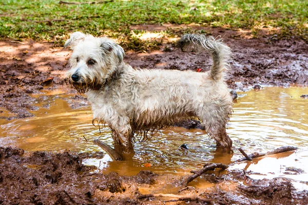 Dirty dog Stock Photos, Royalty Free Dirty dog Images | Depositphotos