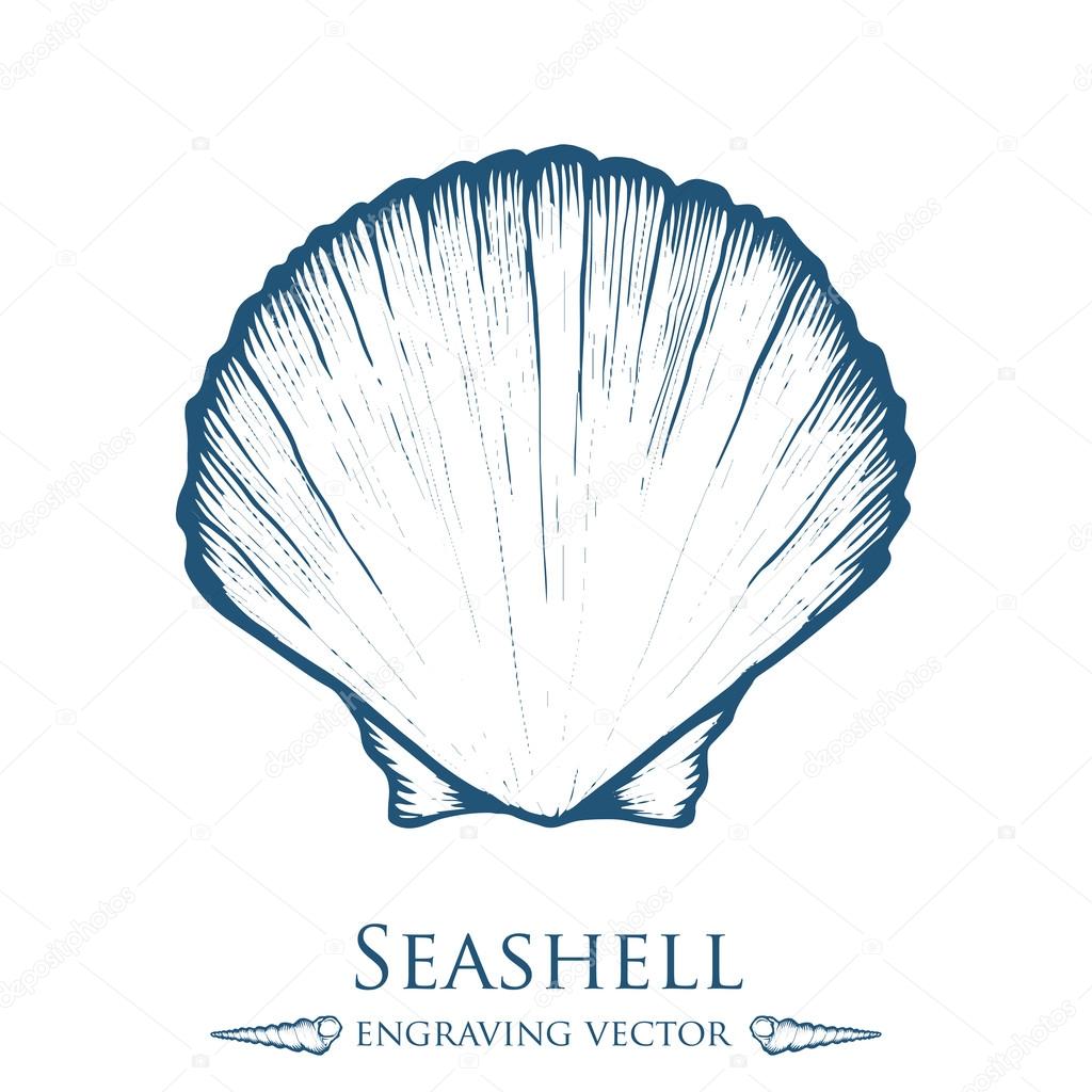 Seashell, sea shell, nature ocean aquatic underwater vector. Hand drawn ...