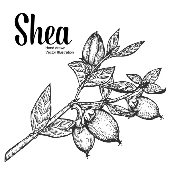 Shea illustration vector Vector Art Stock Images | Depositphotos
