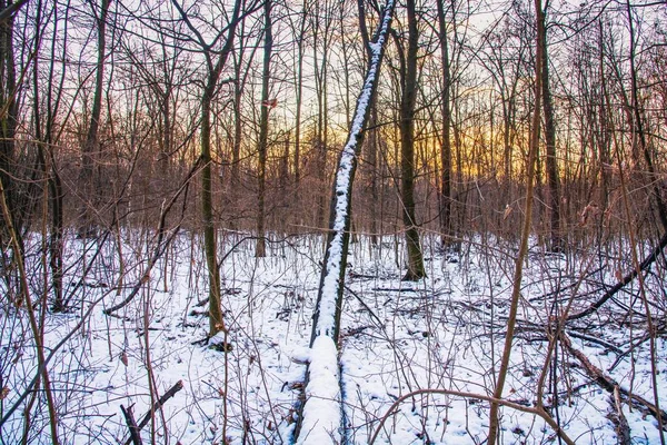 Magic forest during winter with falling snow sunny day. Snow forest ...