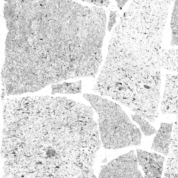 100,000 Timo histologia Vector Images | Depositphotos