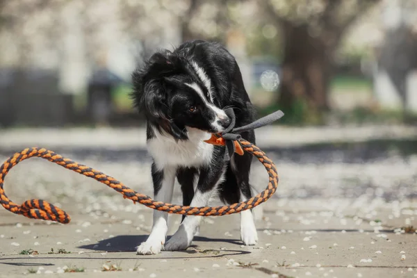 Dog pulling rope Stock Photos, Royalty Free Dog pulling rope Images ...