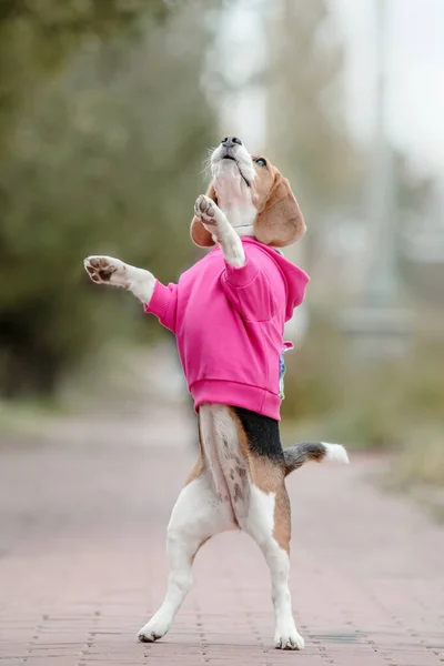 Dog dancing gif Stock Photos, Royalty Free Dog dancing gif Images ...